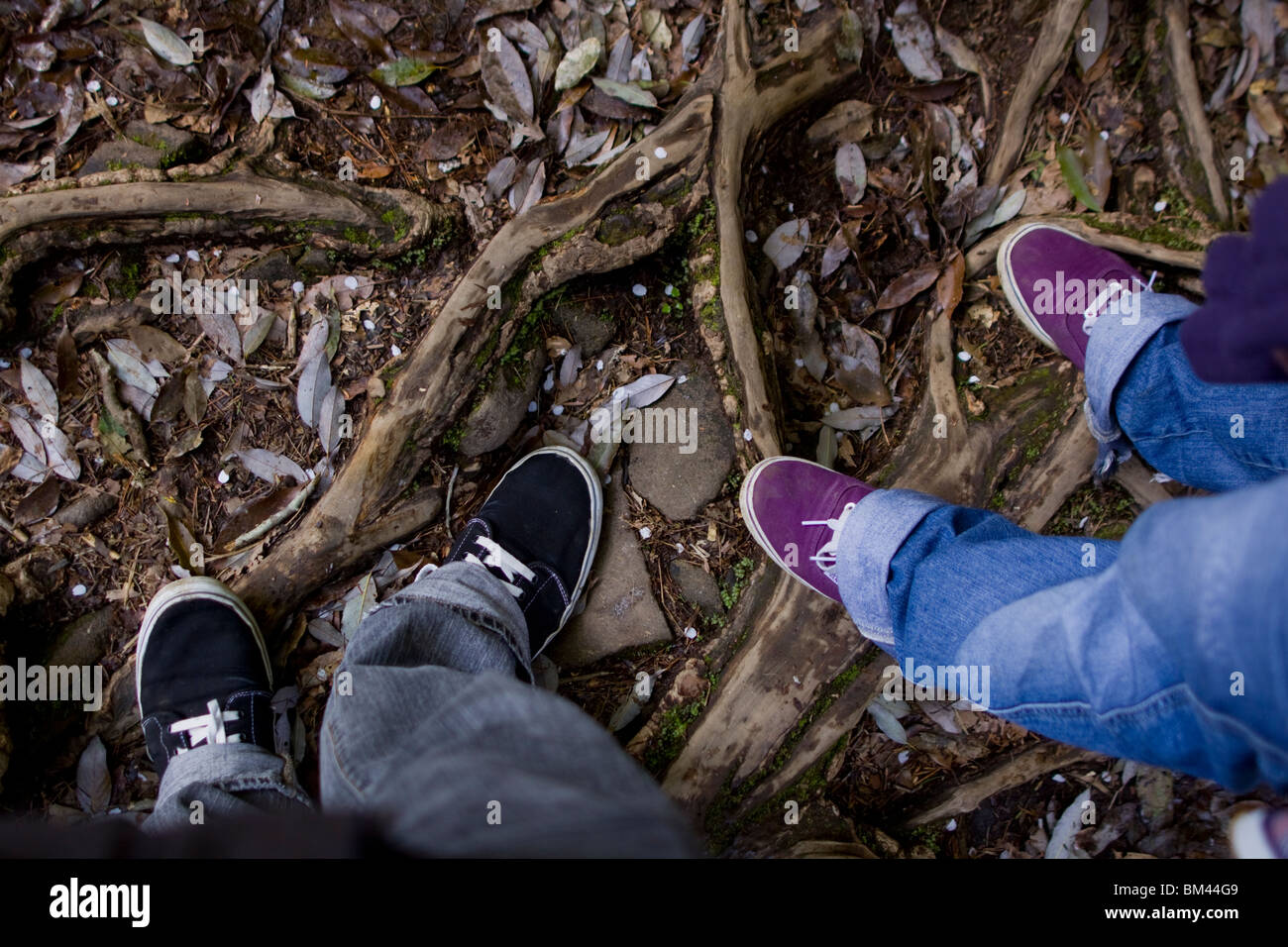 People walking over tree roots Stock Photo - Alamy