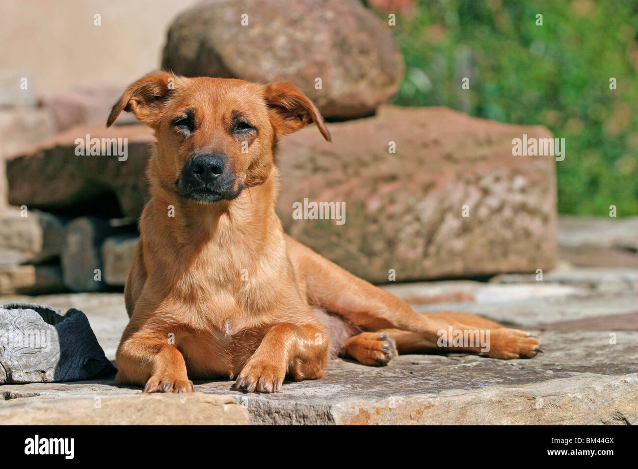 Österreichischer Pinscher / Austrian short-haired Pinscher Stock Photo ...