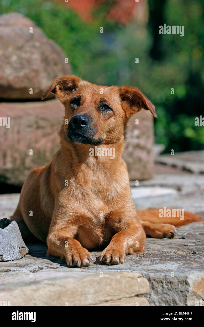 Österreichischer Pinscher / Austrian short-haired Pinscher Stock Photo ...