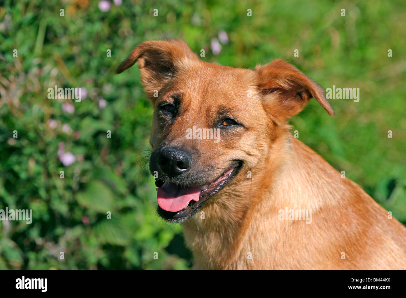 Österreichischer Pinscher Portrait / Austrian short-haired Pinscher ...