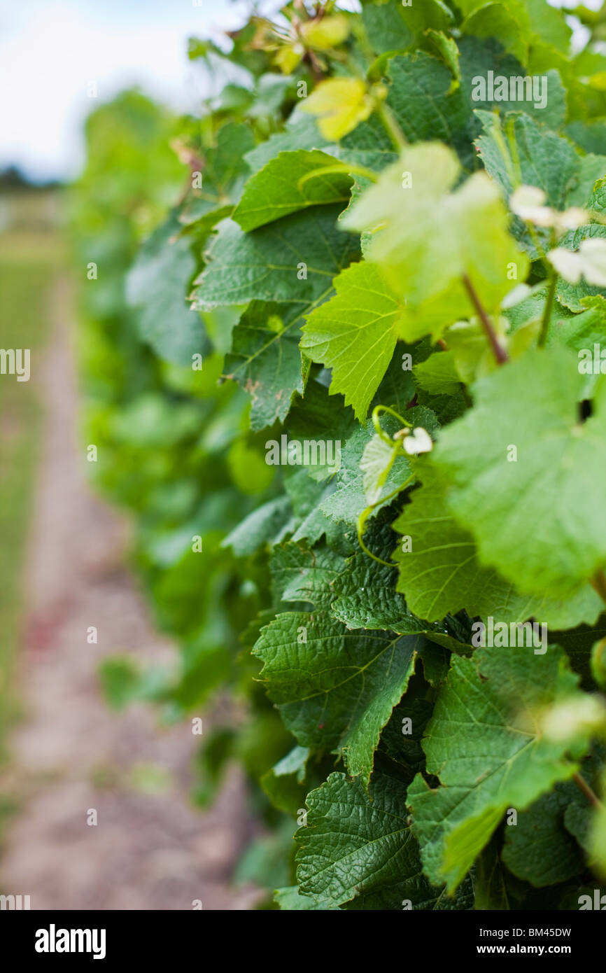 Vineyard in the Waipara Valley. Waipara, Canterbury, South Island, New ...