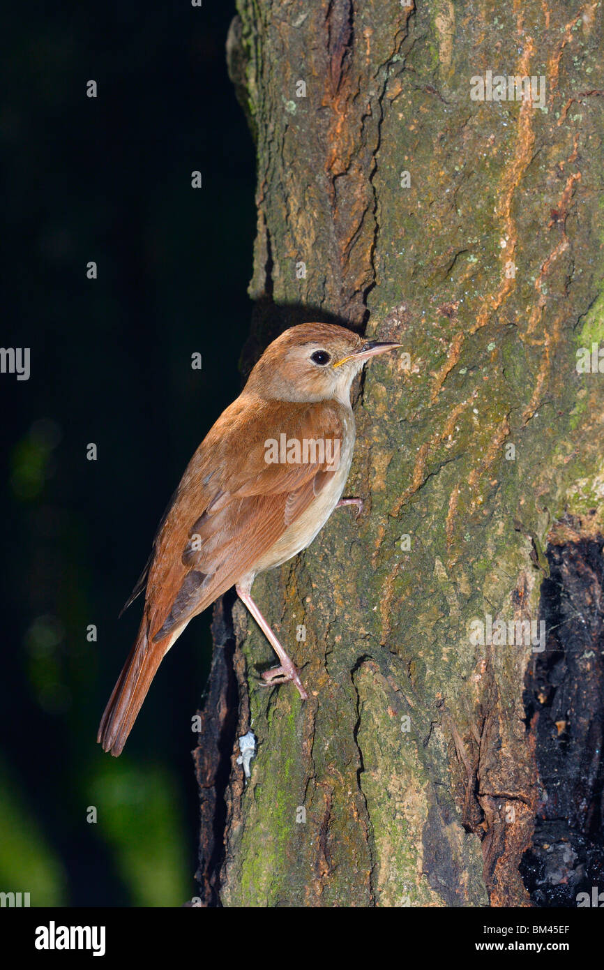 Nightingales bird hi-res stock photography and images - Alamy