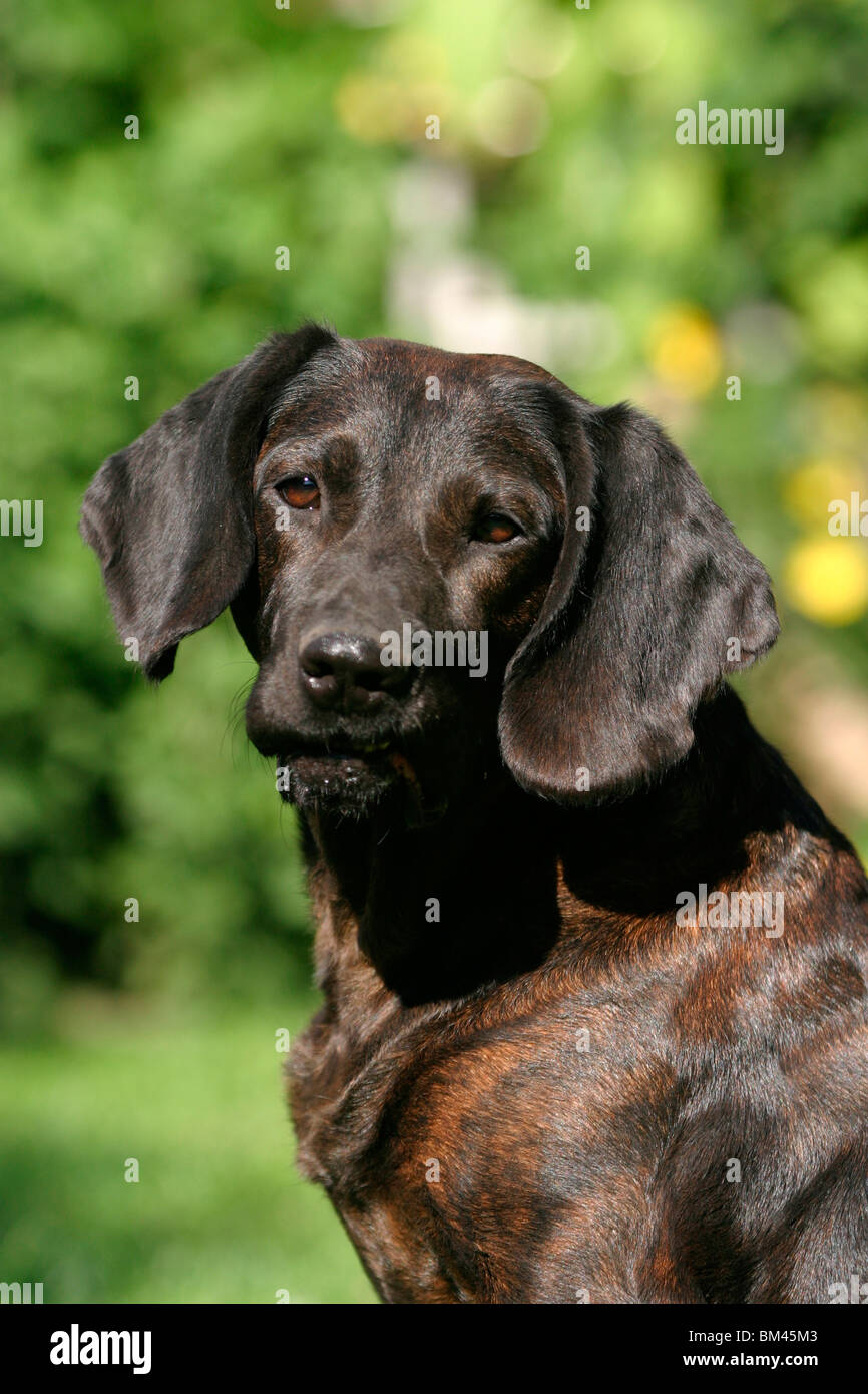 Hannoverscher Schweißhund / Hanoverian Hound Stock Photo - Alamy