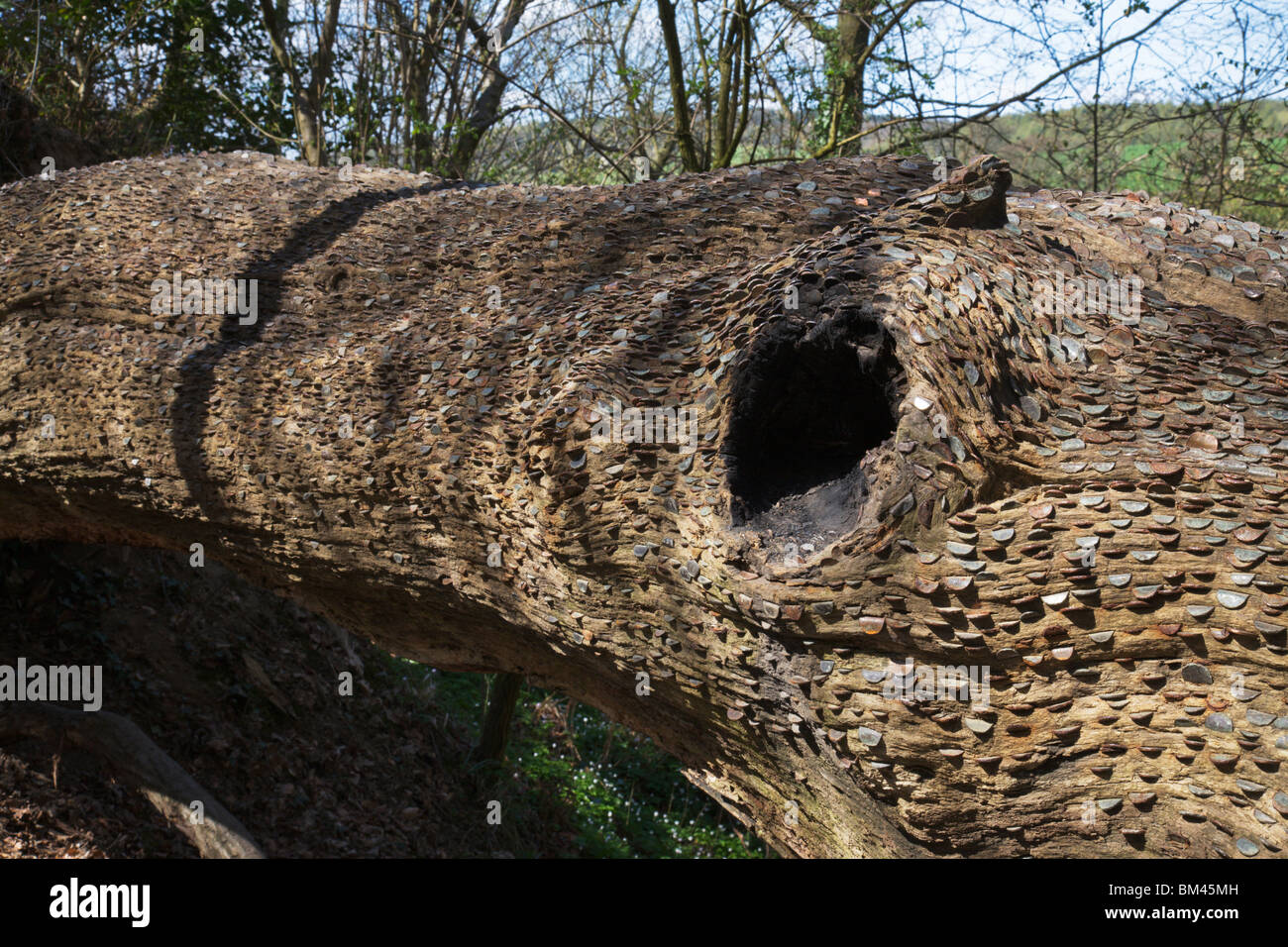 A money tree, covered in coins hammered into the tree bark Stock Photo ...