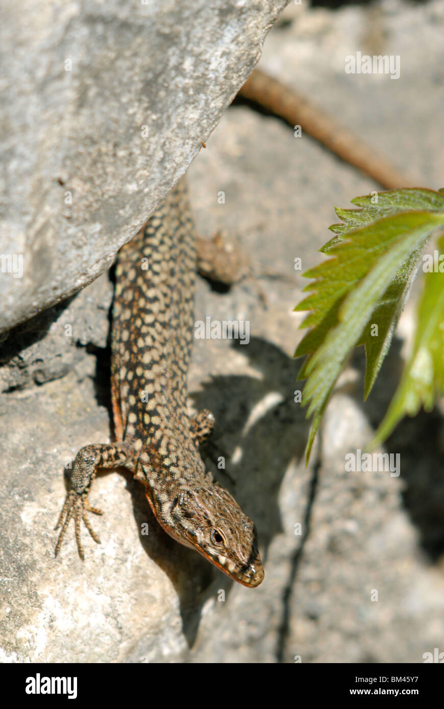 Common or European Wall lizard, Podarcis muralis, Susa, Piedmont, Italy ...