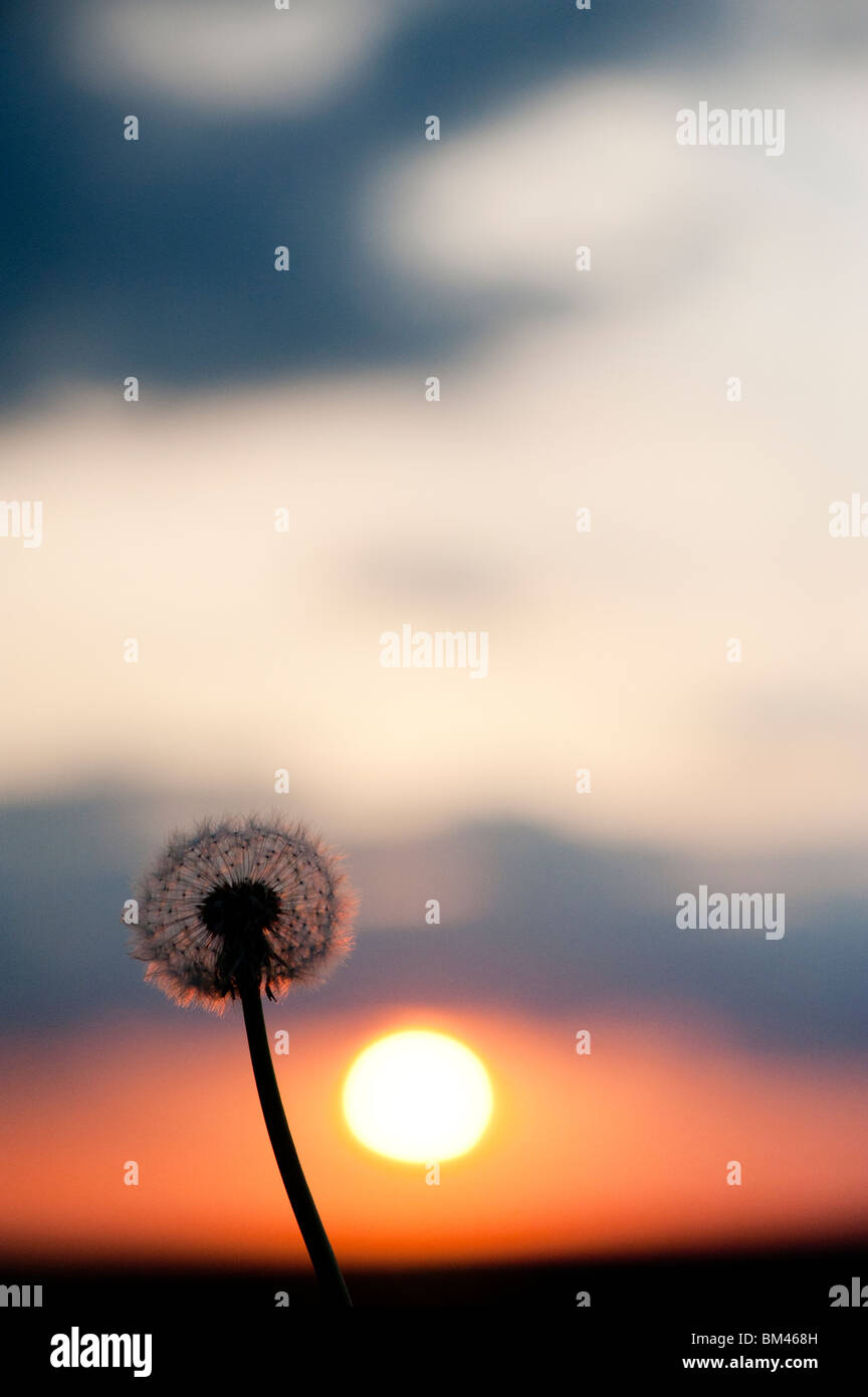Uk sunset weeds plants hi-res stock photography and images - Alamy