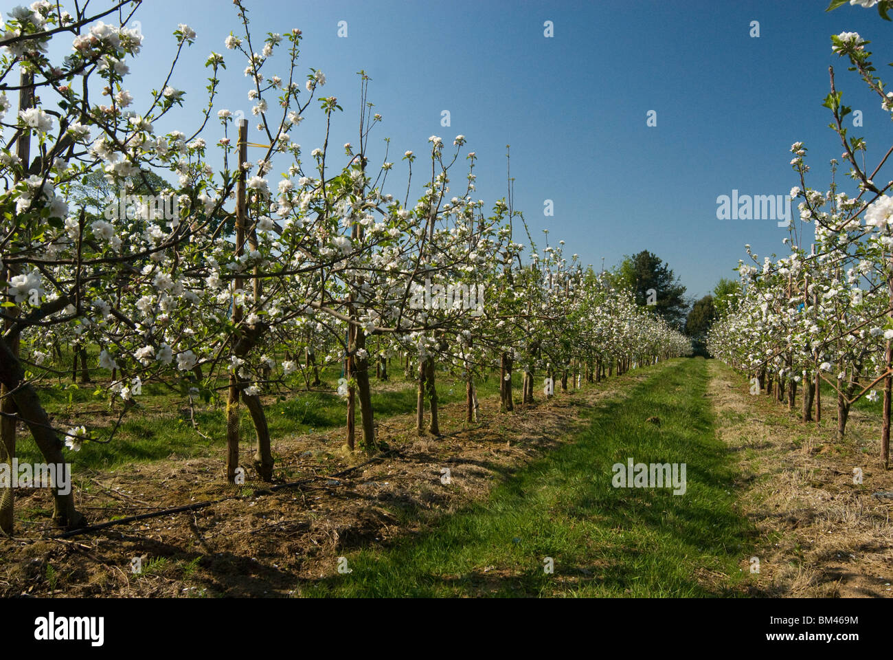 Apple orchard in late spring, East Anglia, UK Stock Photo - Alamy