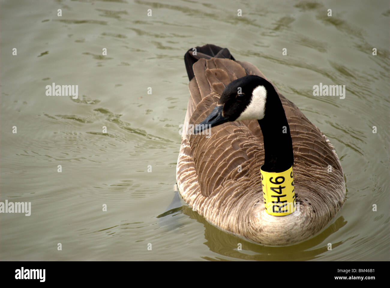 Canadian Goose banded foot and neck on the Erie Canal in Pittsford New ...