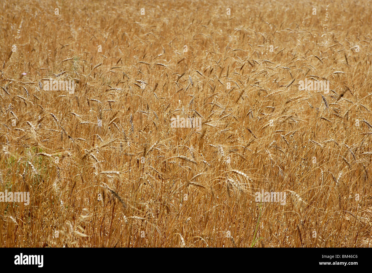 Golden yellow wheat cereal crop field texture in spring Stock Photo - Alamy