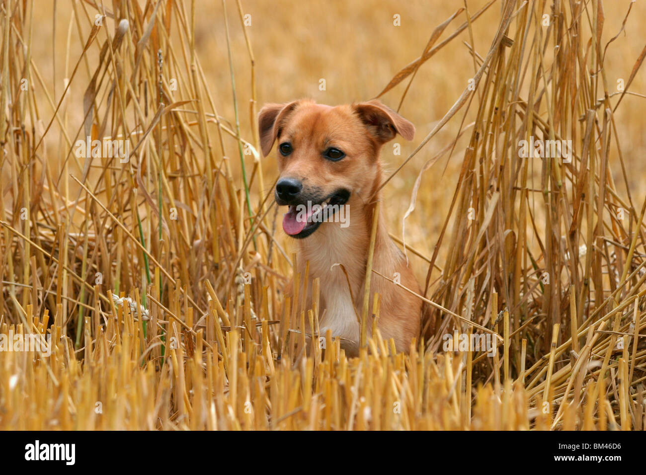 Hund / dog Stock Photo - Alamy