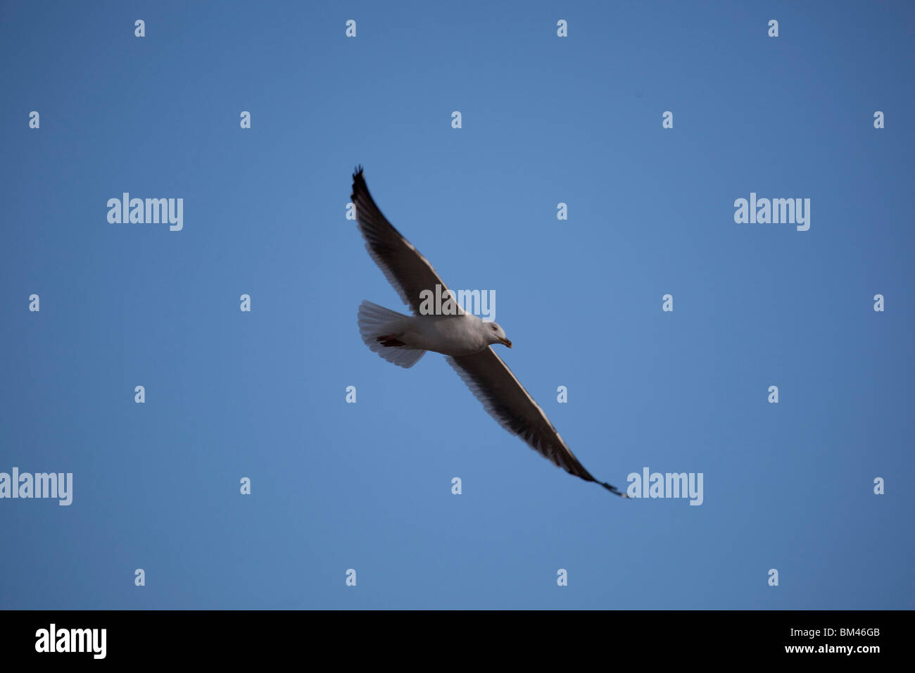Seagull, in flight Stock Photo - Alamy