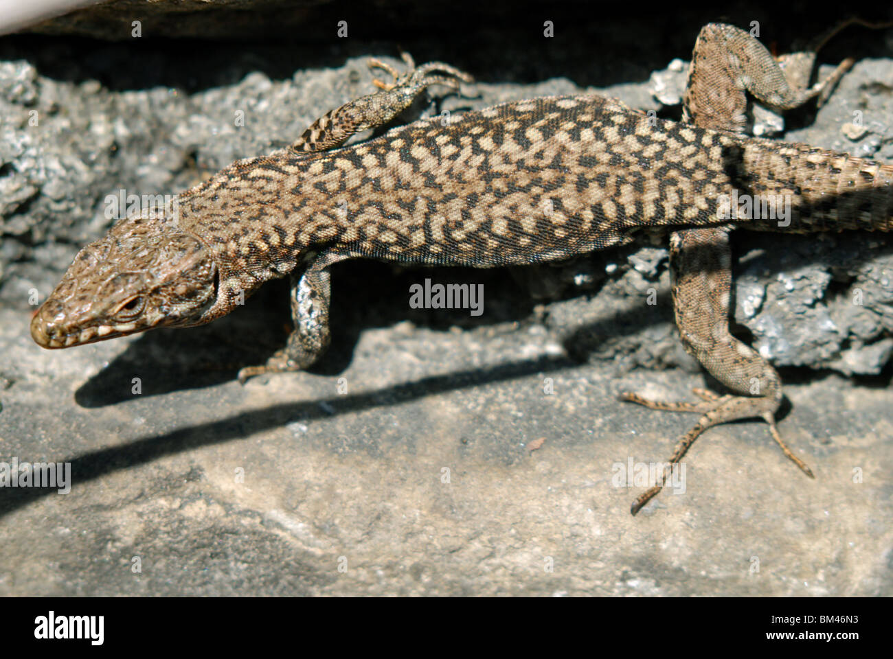 European wall lizard hi-res stock photography and images - Alamy
