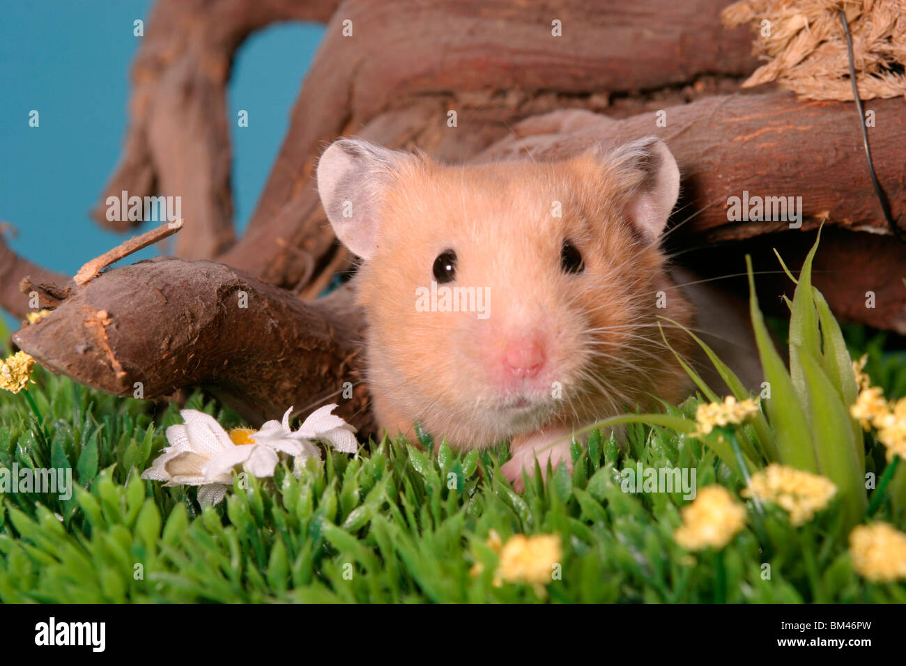 Goldhamster / Hamster Stock Photo - Alamy