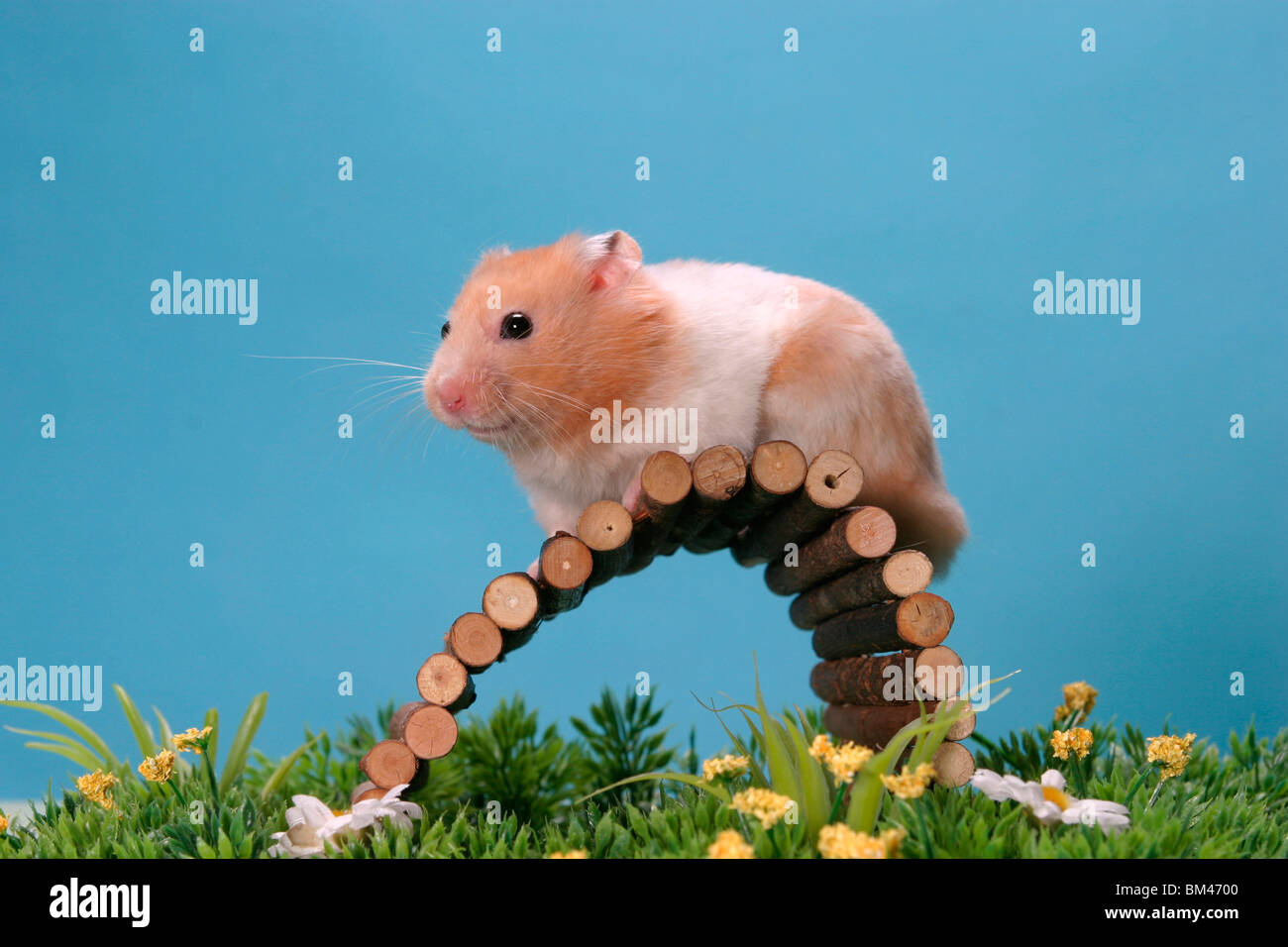 Golden hamster climbing hi-res stock photography and images - Alamy