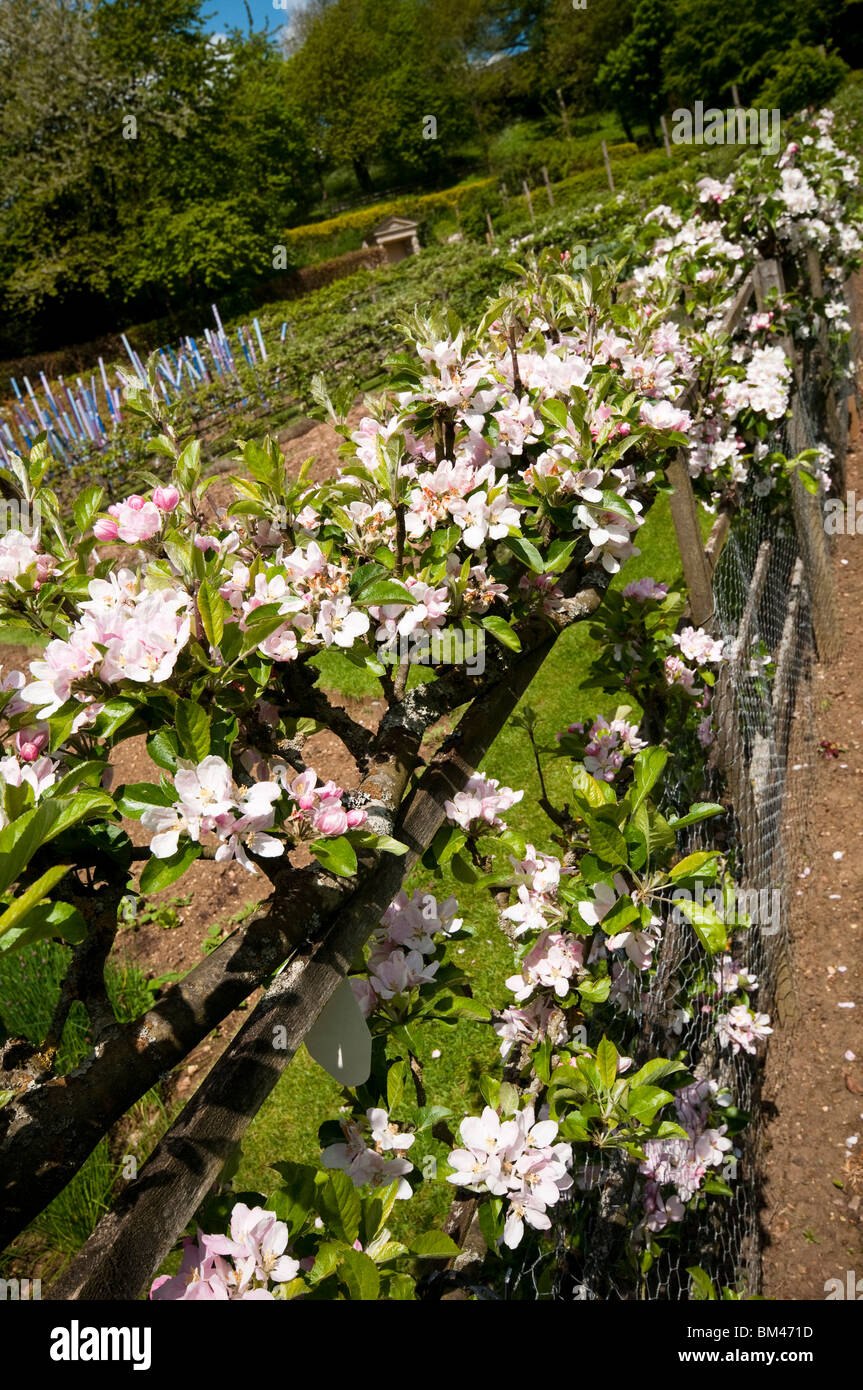 Espaliered apples, Malus domestica ‘Nonpareil’ trees in blossom at ...