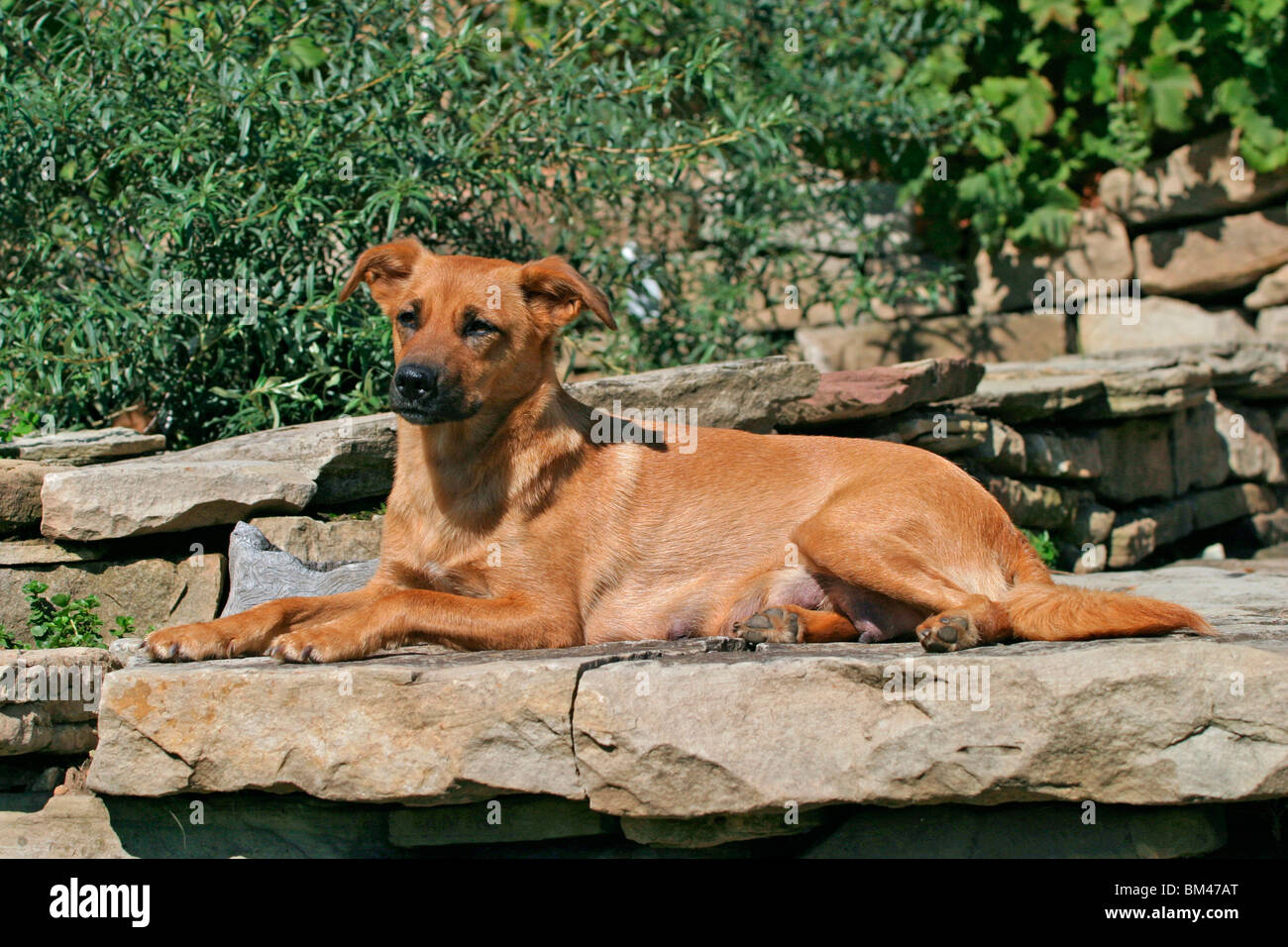 Österreichischer Pinscher / Austrian short-haired Pinscher Stock Photo ...
