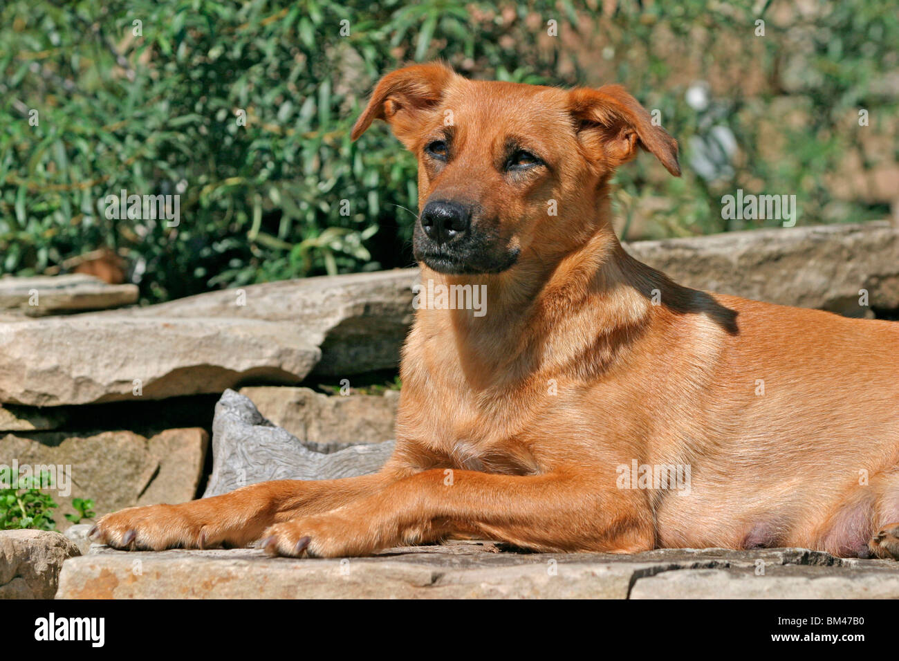 Österreichischer Pinscher / Austrian short-haired Pinscher Stock Photo ...