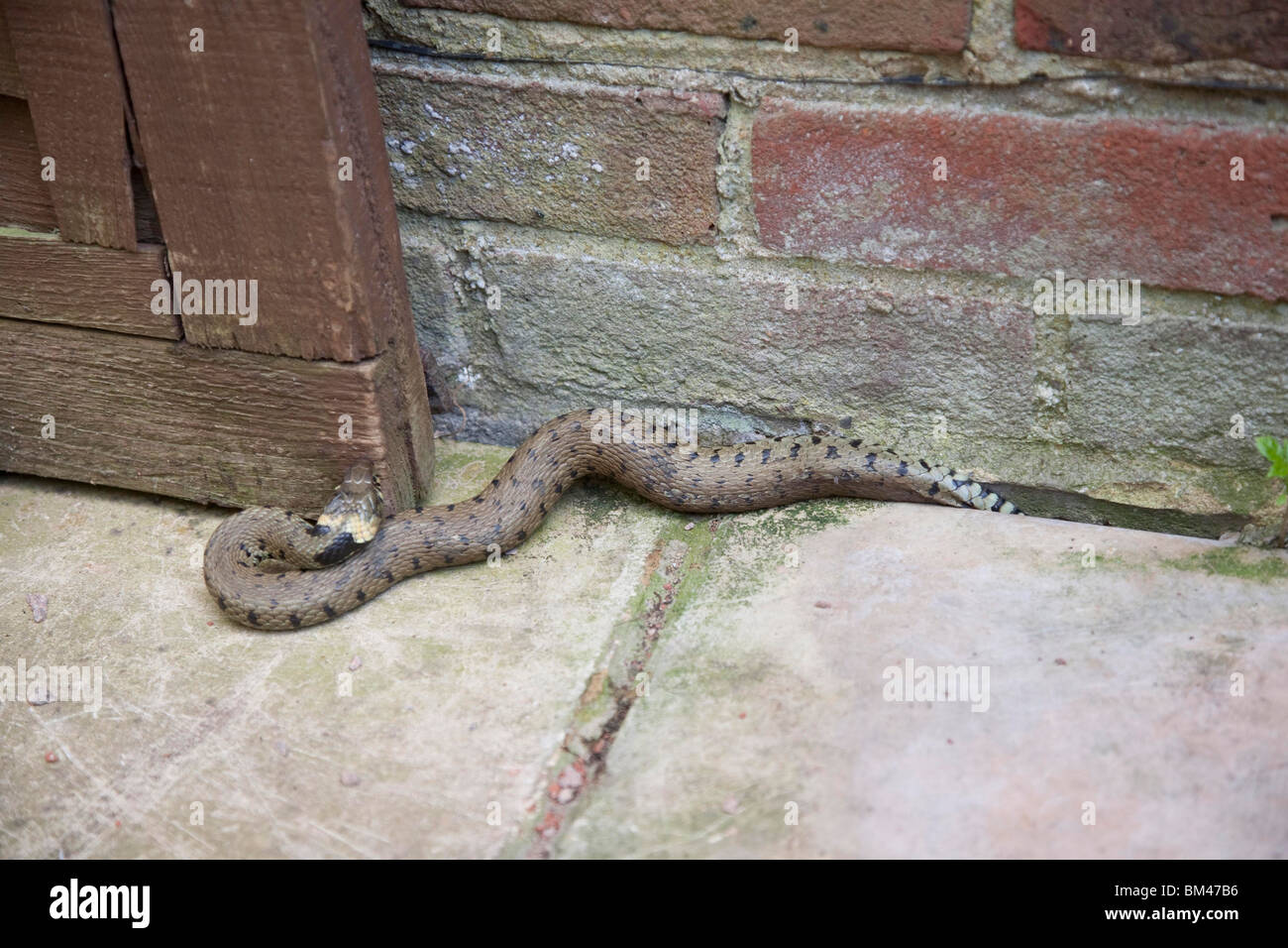 Grass Snake, trapped in wall Stock Photo - Alamy