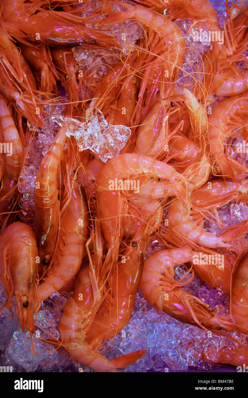 Orange shrimp, prawn, over ice surface, crustacean texture Stock Photo ...