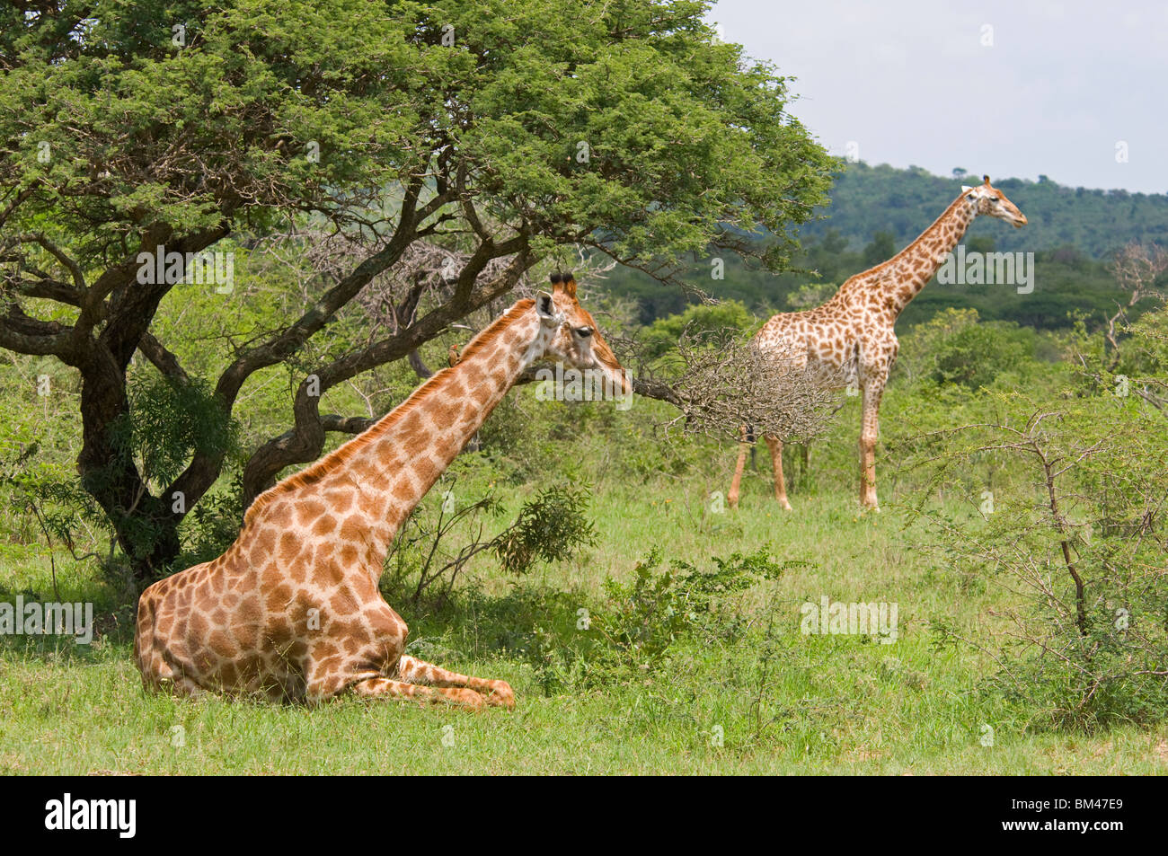 Sitting giraffe hi-res stock photography and images - Alamy