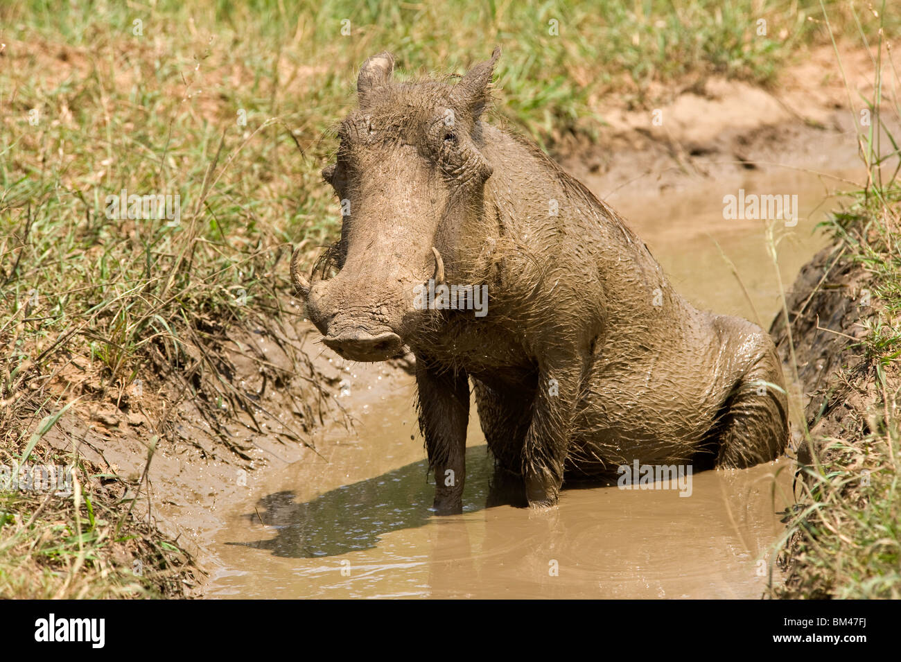Warthog sitting in a mudhole Stock Photo - Alamy