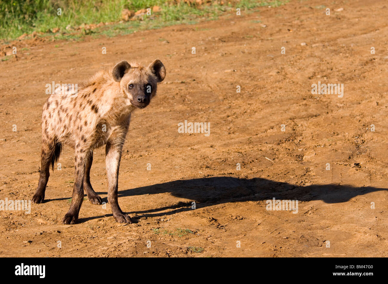 African Spotted Hyena Stock Photo - Alamy