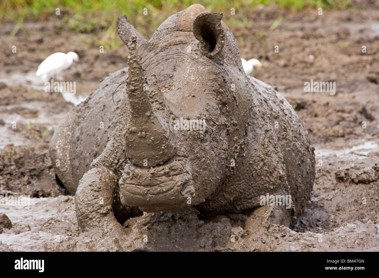 Whito Rhino covered in mud wallowing in a mudhole Stock Photo - Alamy