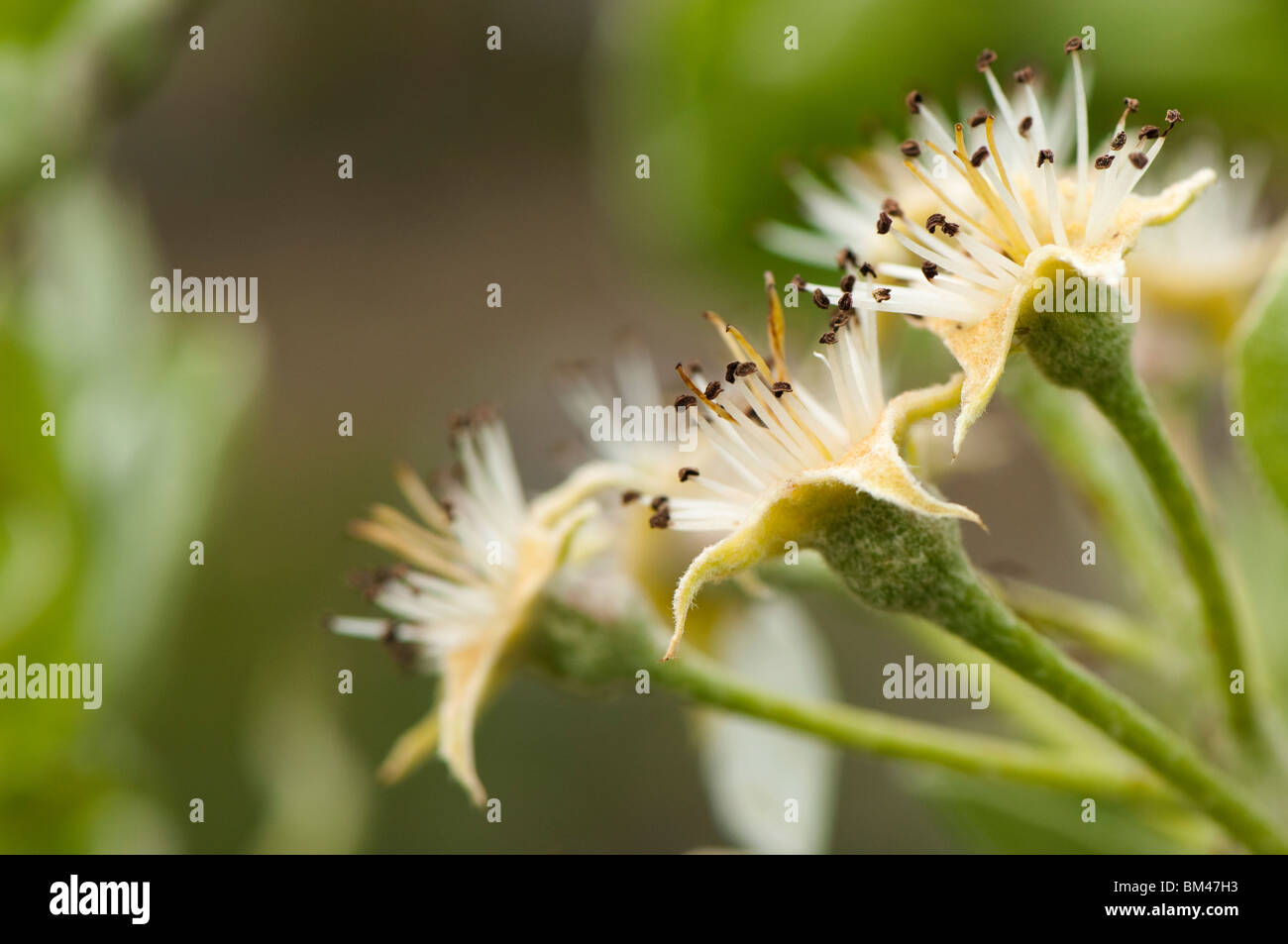 Young pears growing on tree hi-res stock photography and images - Alamy