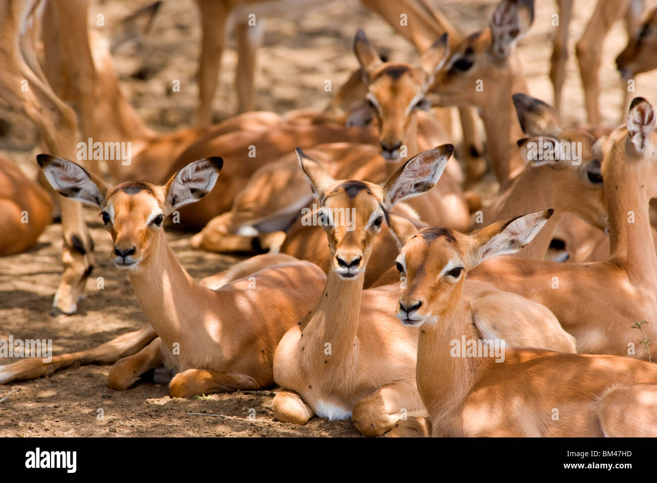 Sitting impala hi-res stock photography and images - Alamy