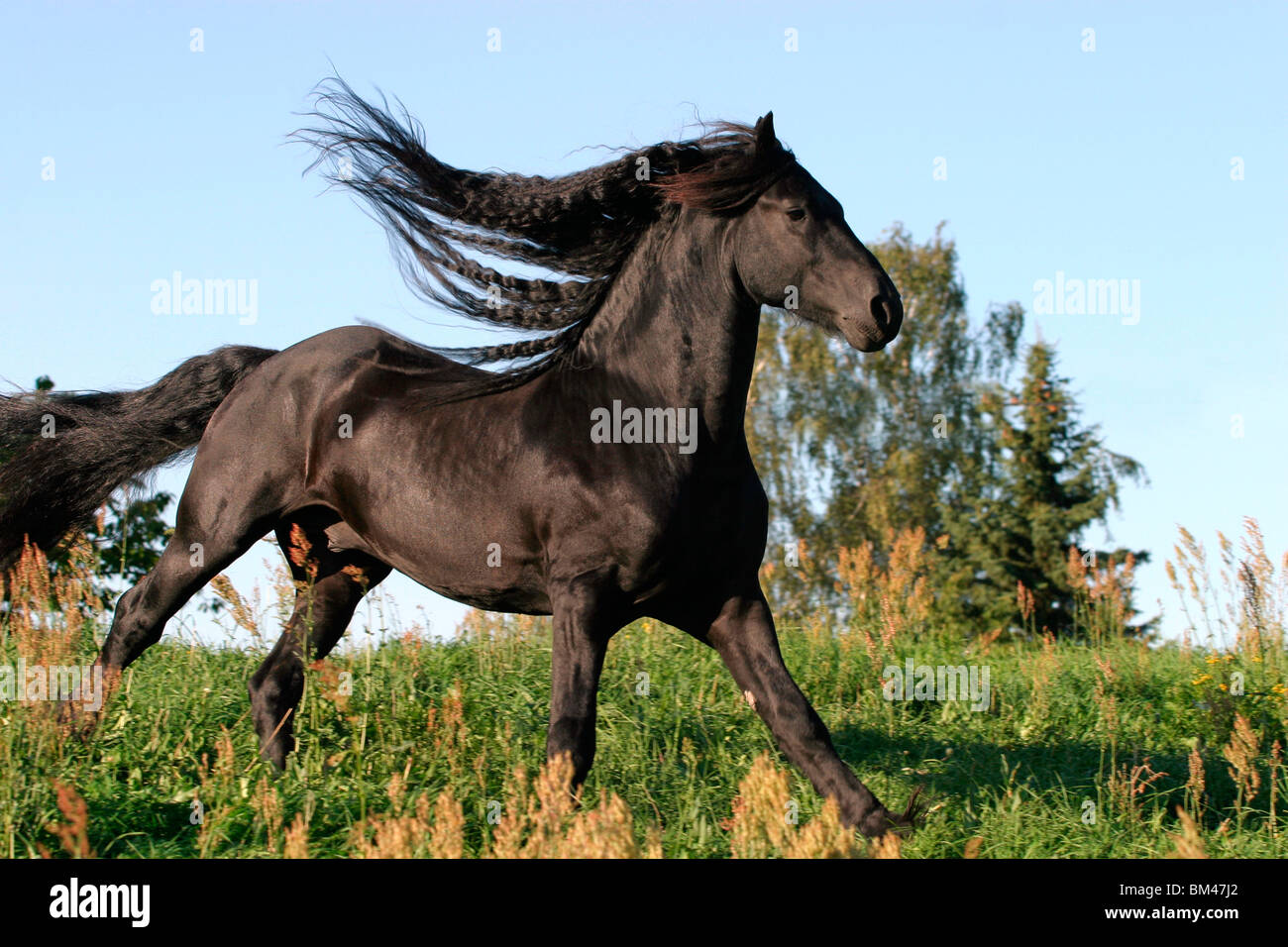 Friesenhengst hi-res stock photography and images - Alamy