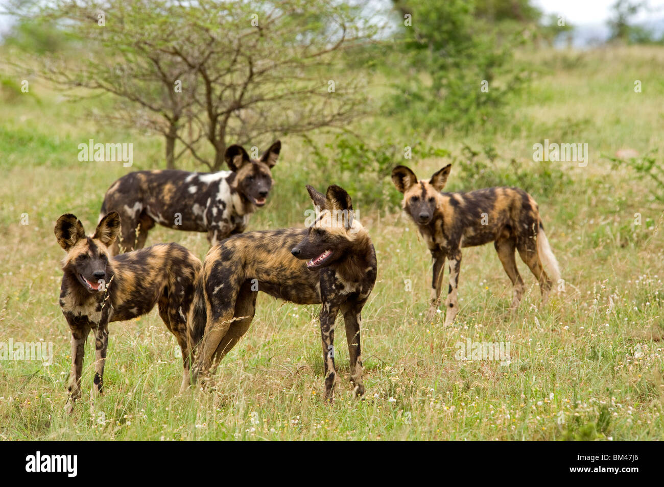 African wild dogs hunting Stock Photo - Alamy