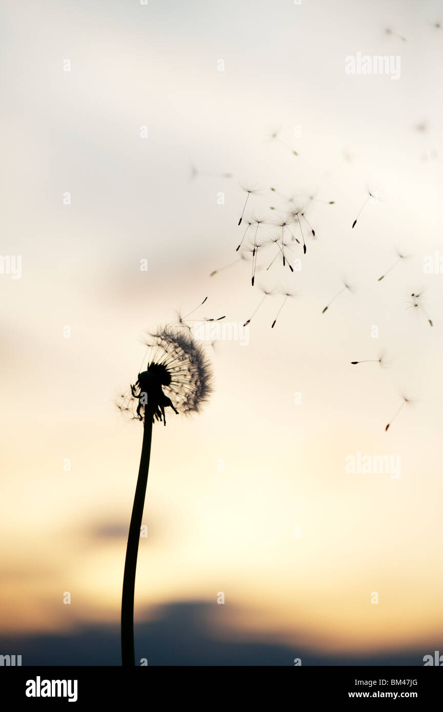 Wind dispersal of seeds hi-res stock photography and images - Alamy