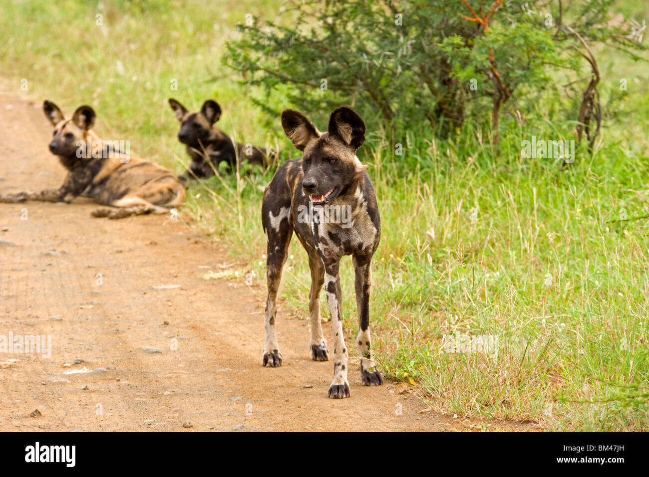 Wild dogs in the road Stock Photo - Alamy