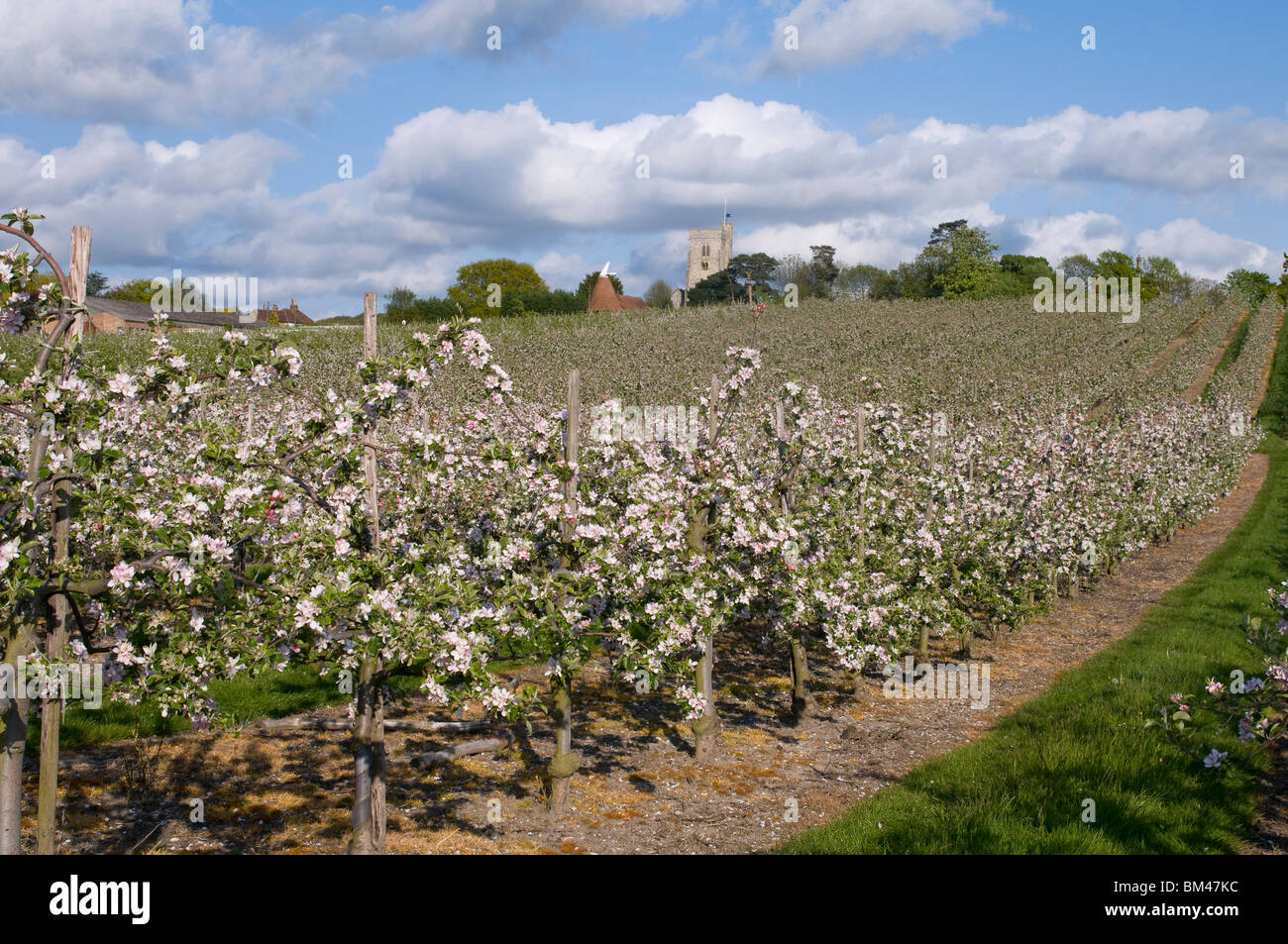 apple orchard kent england uk Stock Photo - Alamy