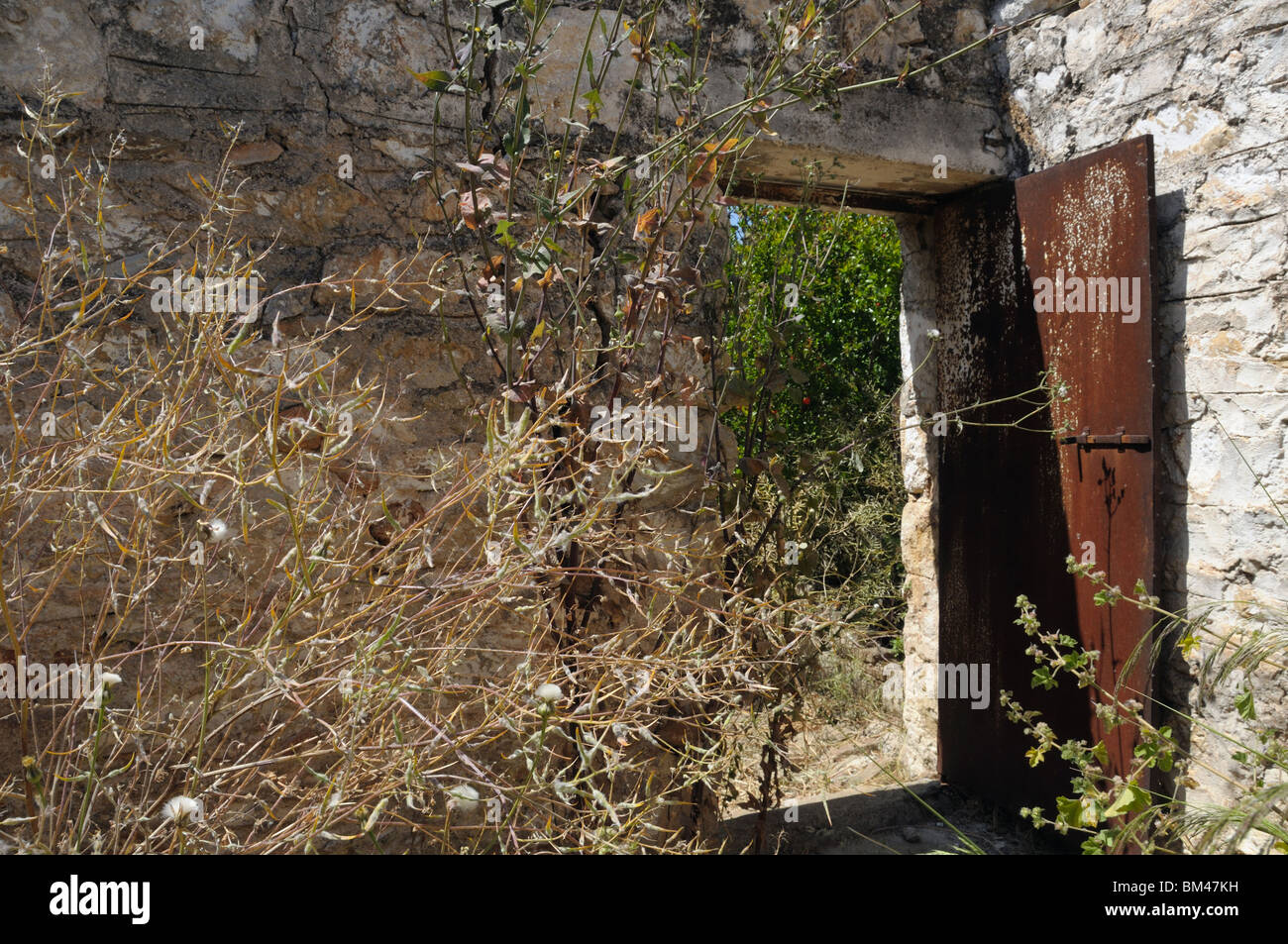 Withered overgrown plants in the garden of an abandoned house Stock ...