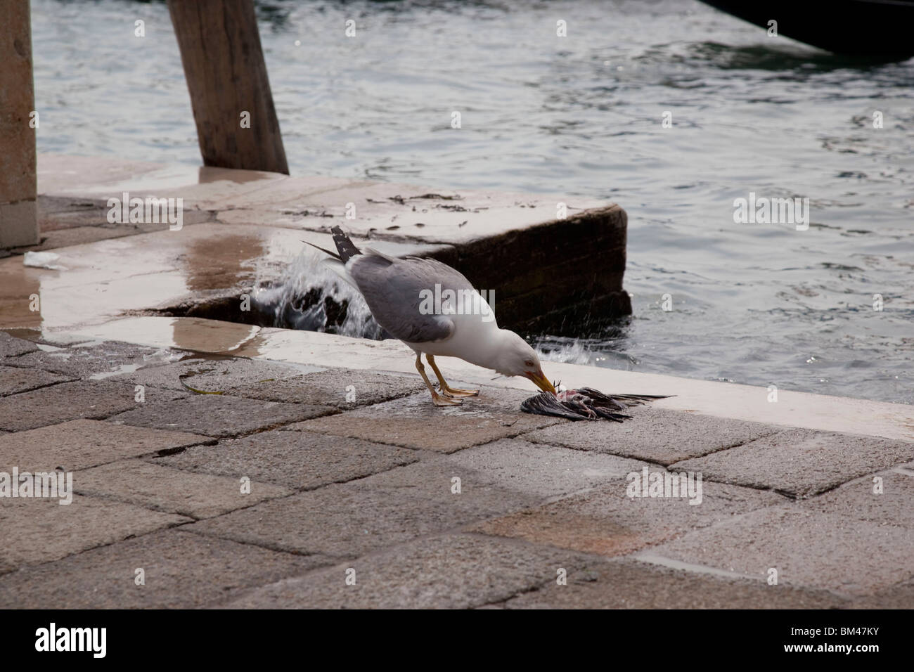 Dead herring gull hi-res stock photography and images - Alamy