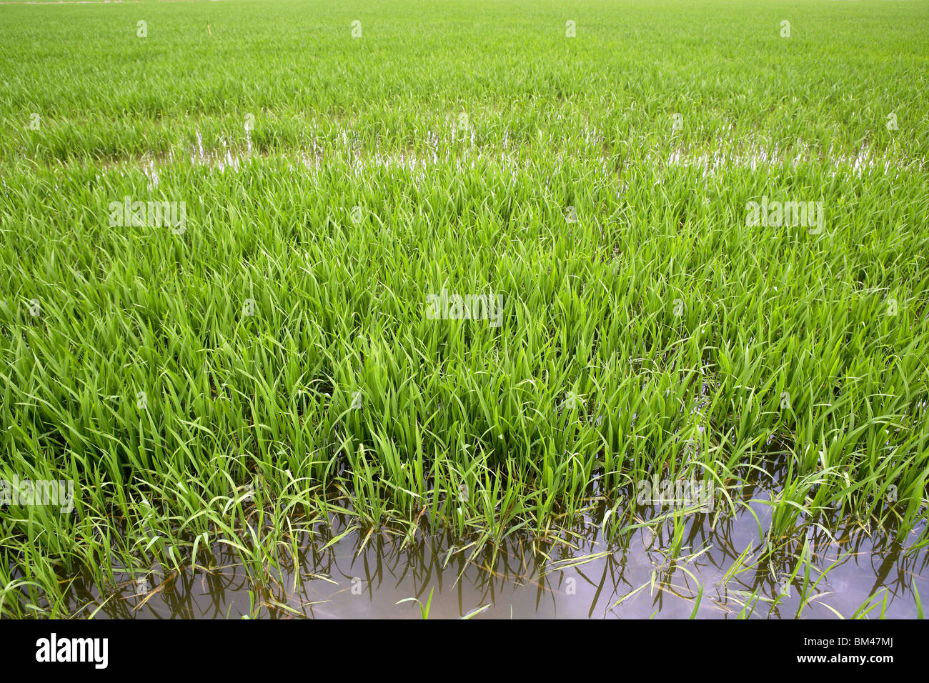 Chinese rice culture and irrigation hi-res stock photography and images ...
