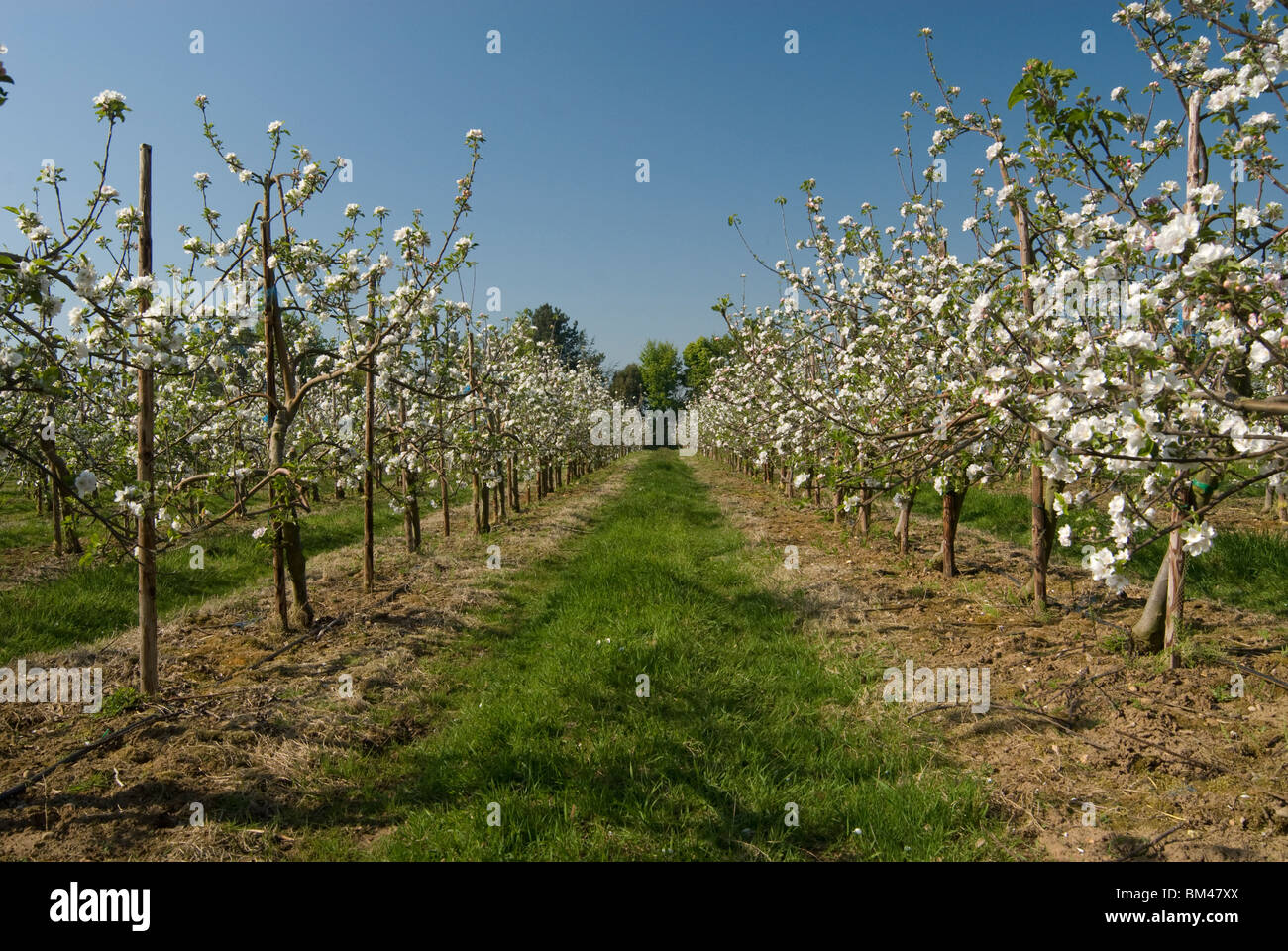 Apple orchard in late spring, East Anglia, England, UK Stock Photo - Alamy