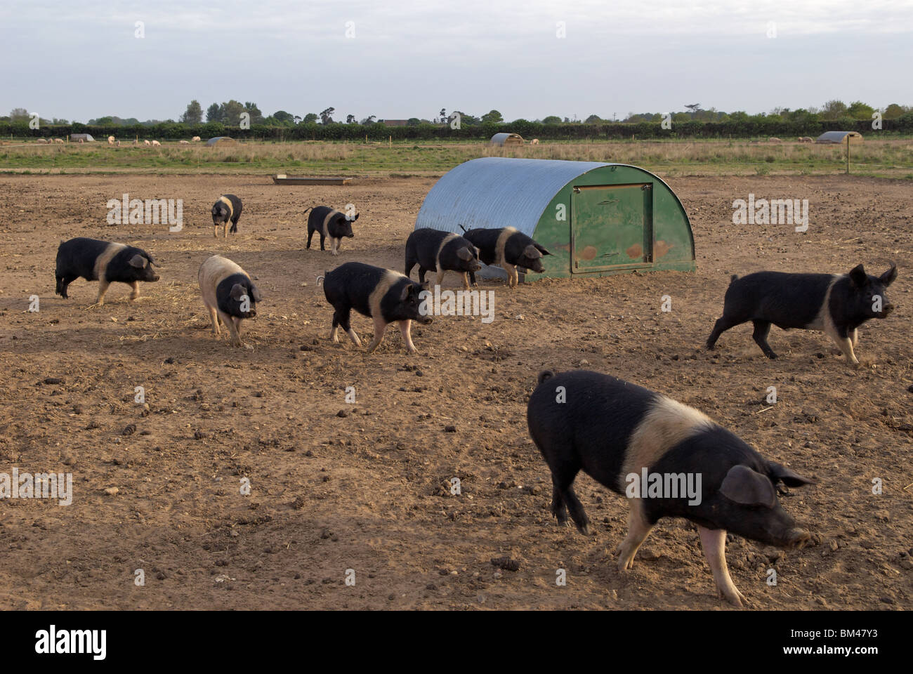Free Range Pigs High Resolution Stock Photography and Images - Alamy