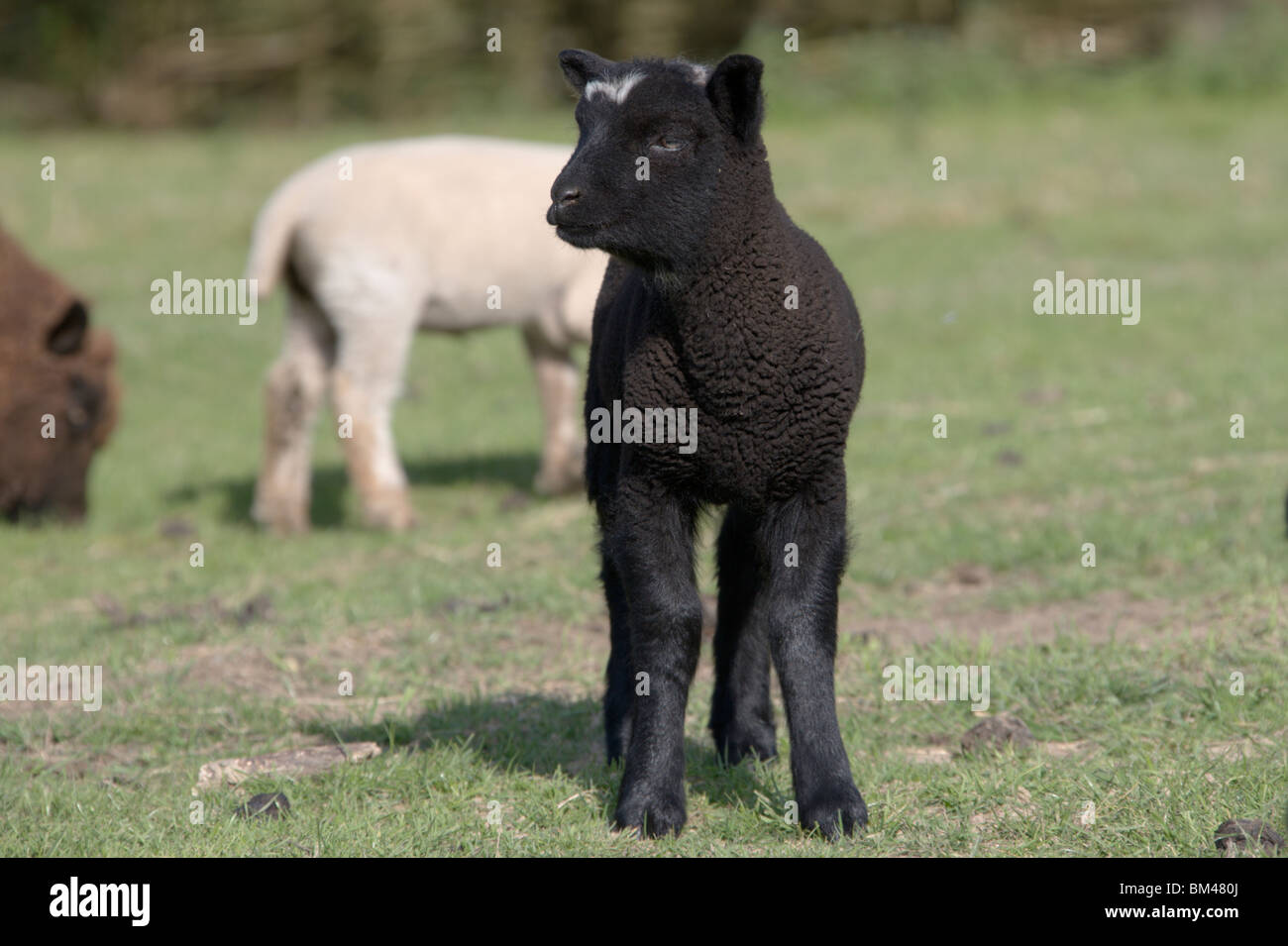Black lamb hi-res stock photography and images - Alamy