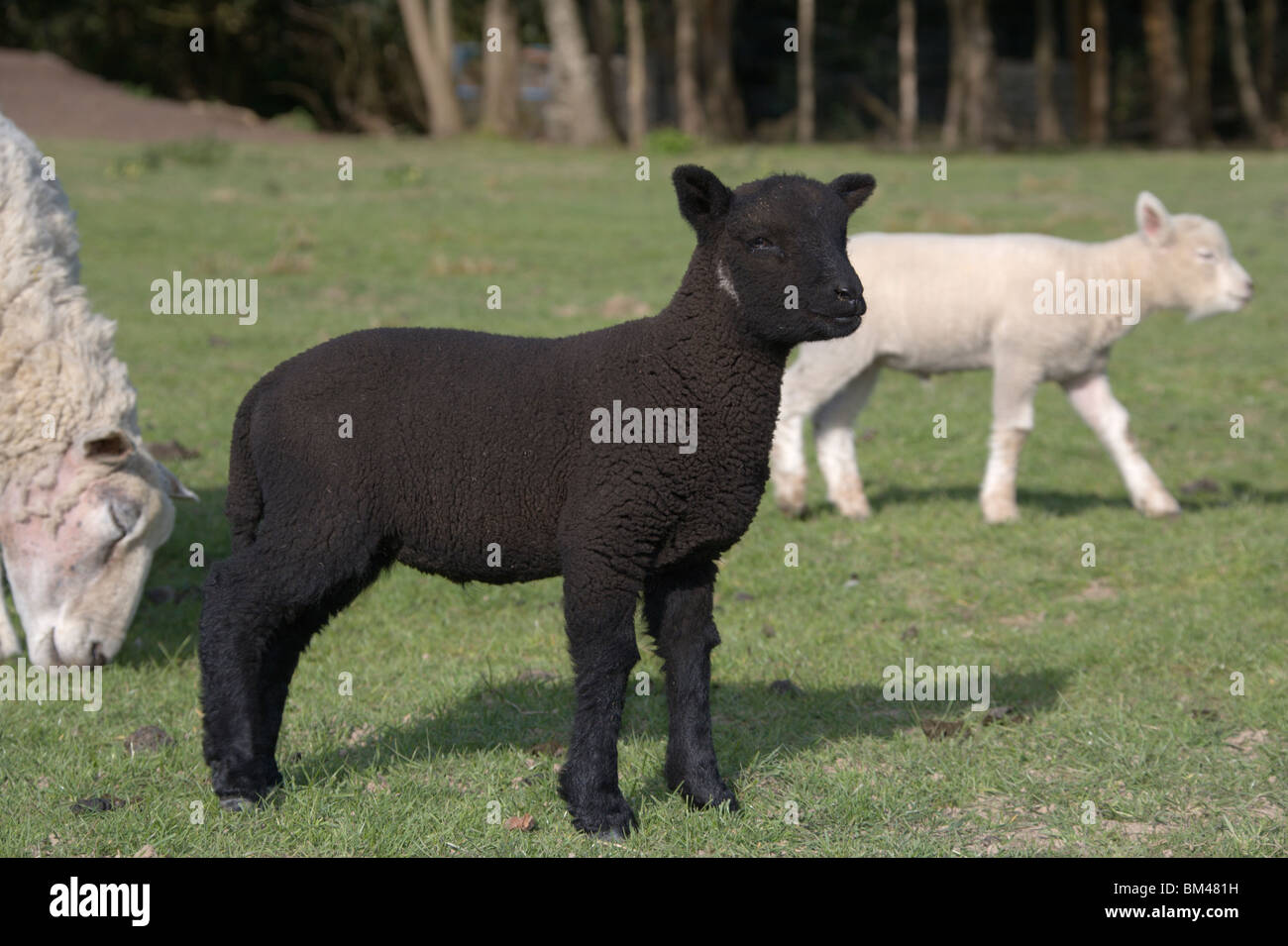 Black lamb hi-res stock photography and images - Alamy