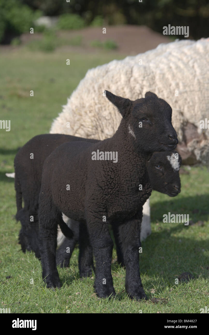 Black lambs hi-res stock photography and images - Alamy