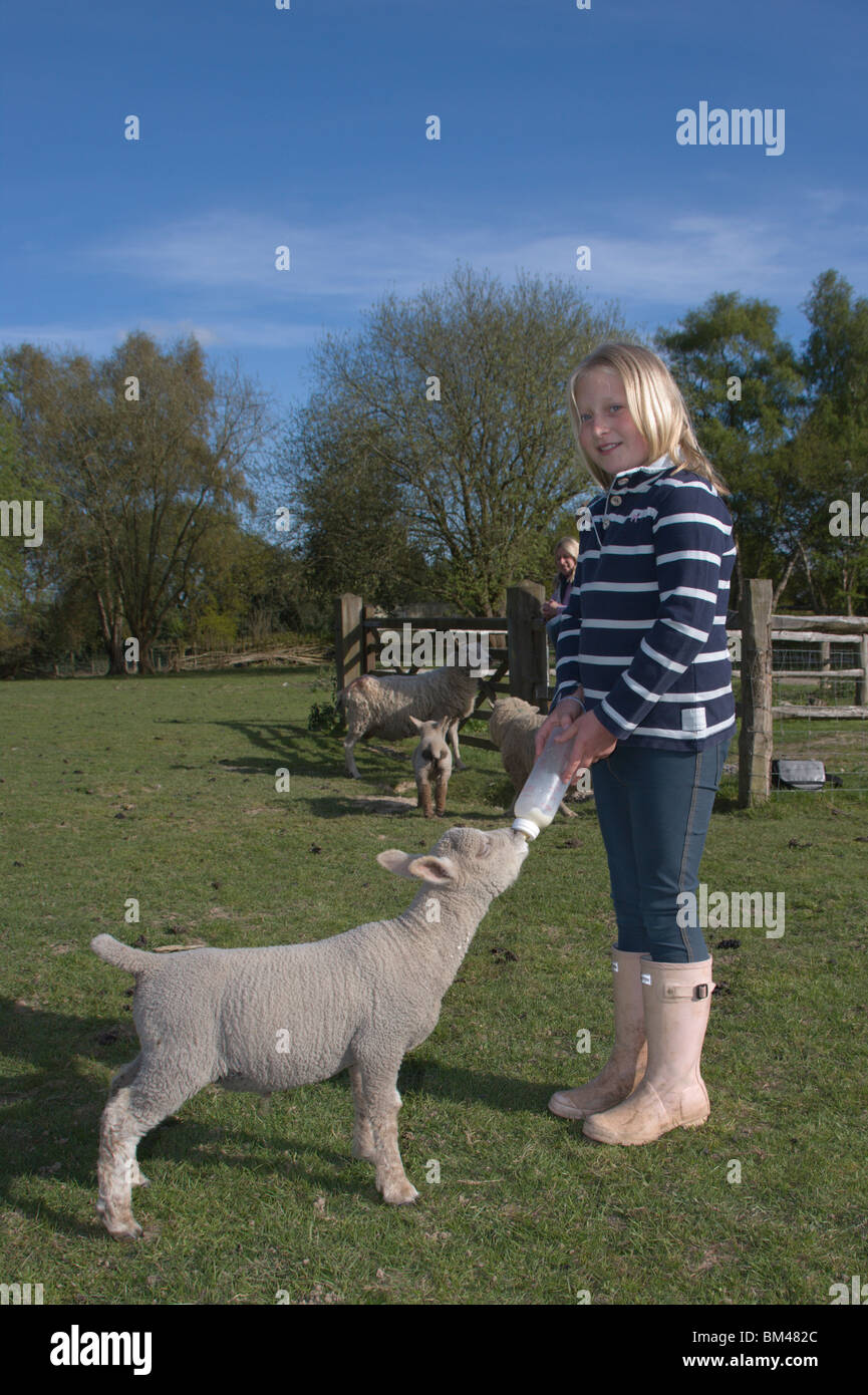 Pet lamb uk hi-res stock photography and images - Alamy