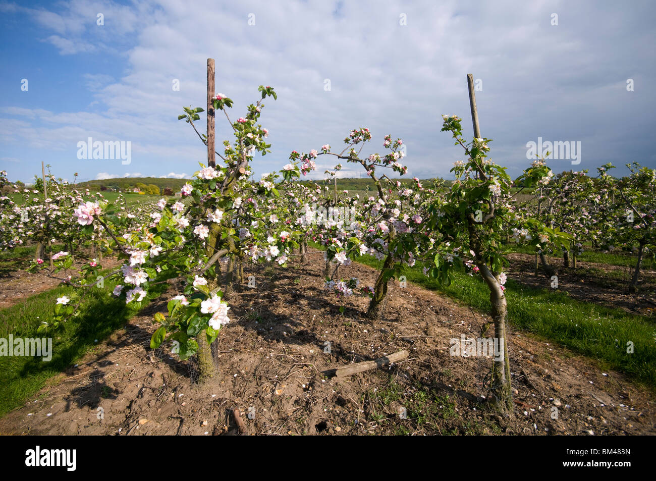 Apple orchard kent traditional hi-res stock photography and images - Alamy