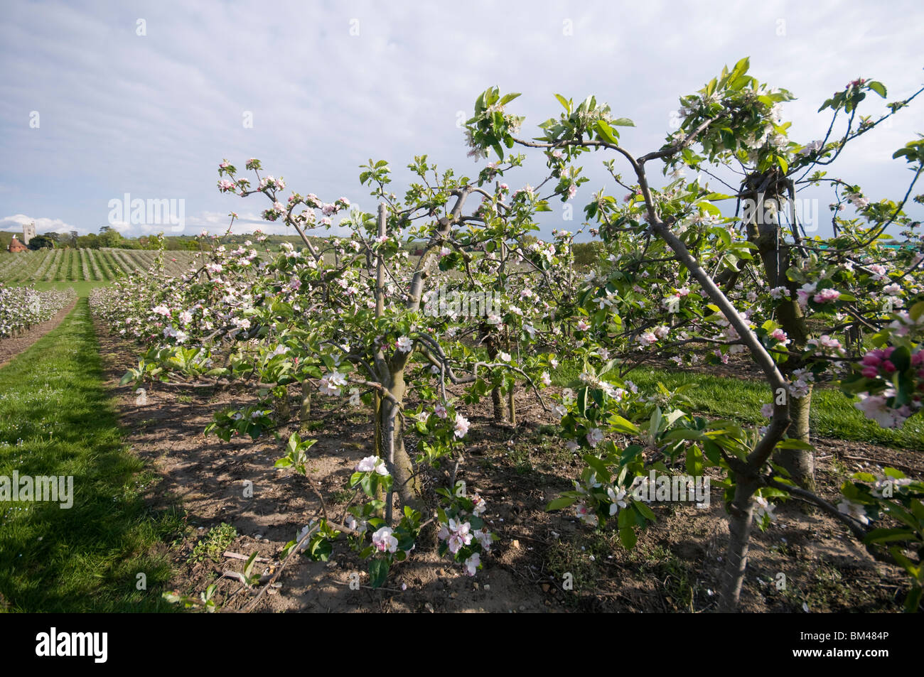 apple orchard kent england uk Stock Photo - Alamy