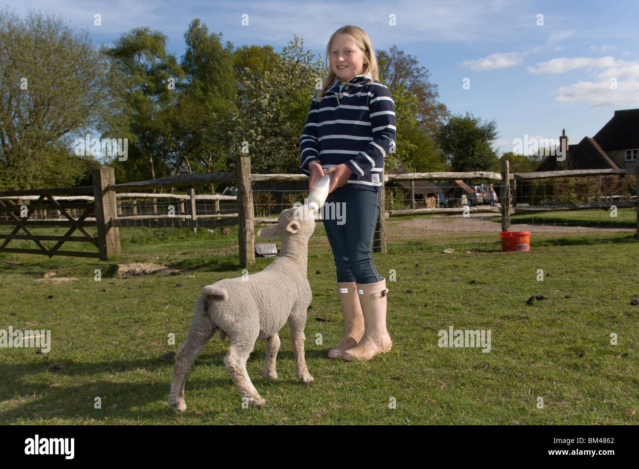 young girl with lamb Stock Photo - Alamy