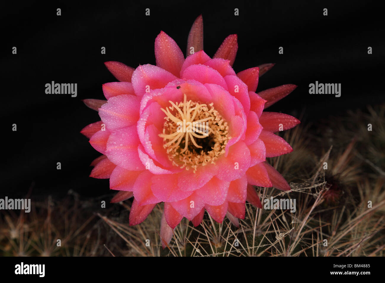 Pink Cactus flower Stock Photo - Alamy