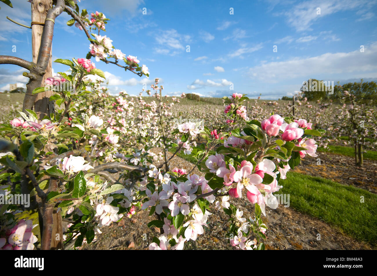 Apple orchard kent hi-res stock photography and images - Alamy
