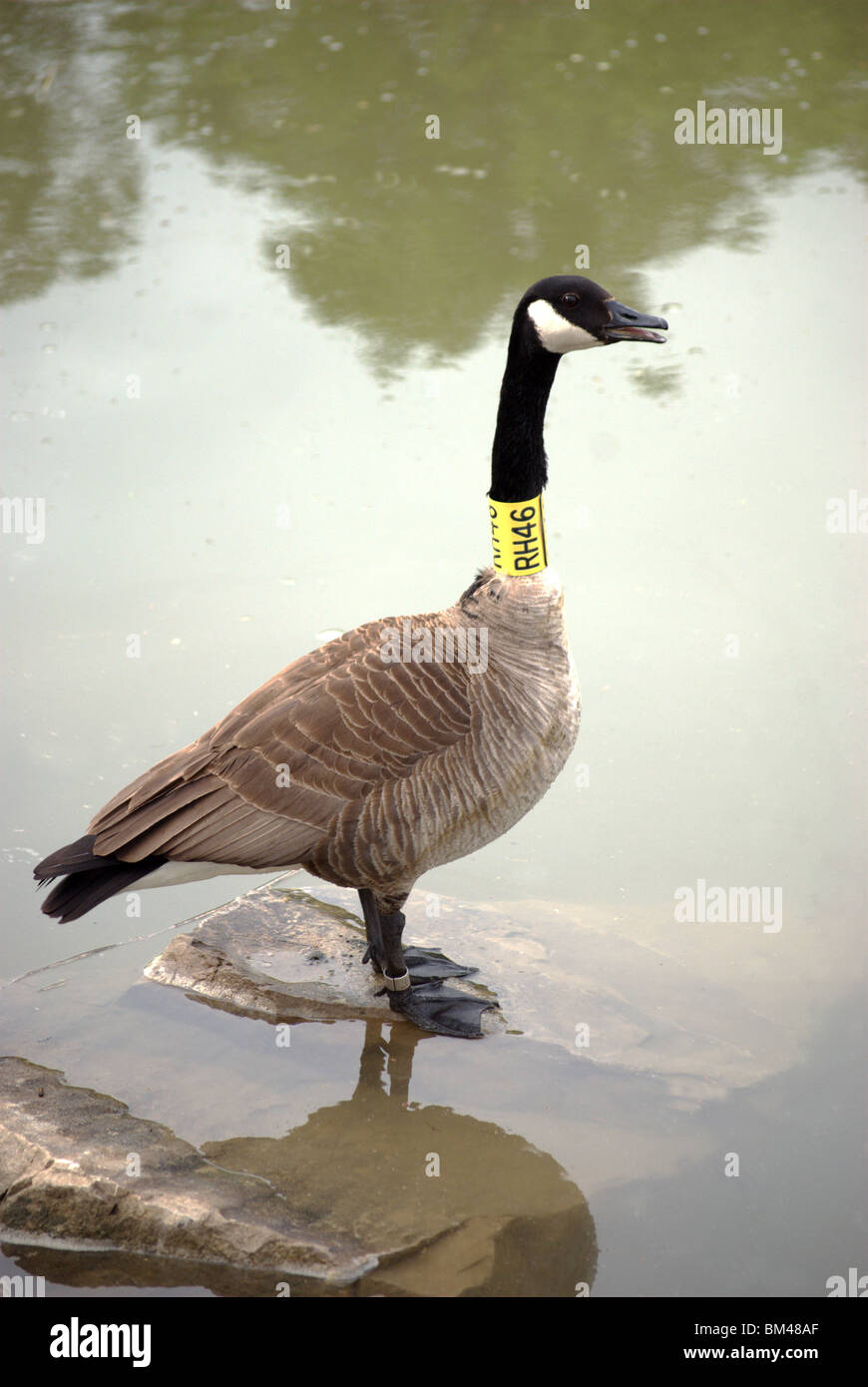 Bird routes hi-res stock photography and images - Alamy