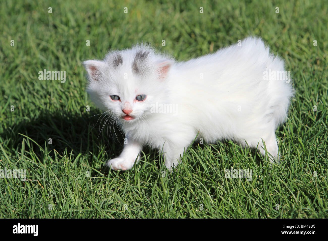 Baby kitten walking on green grass. Cute and cuddly with bright eyes ...